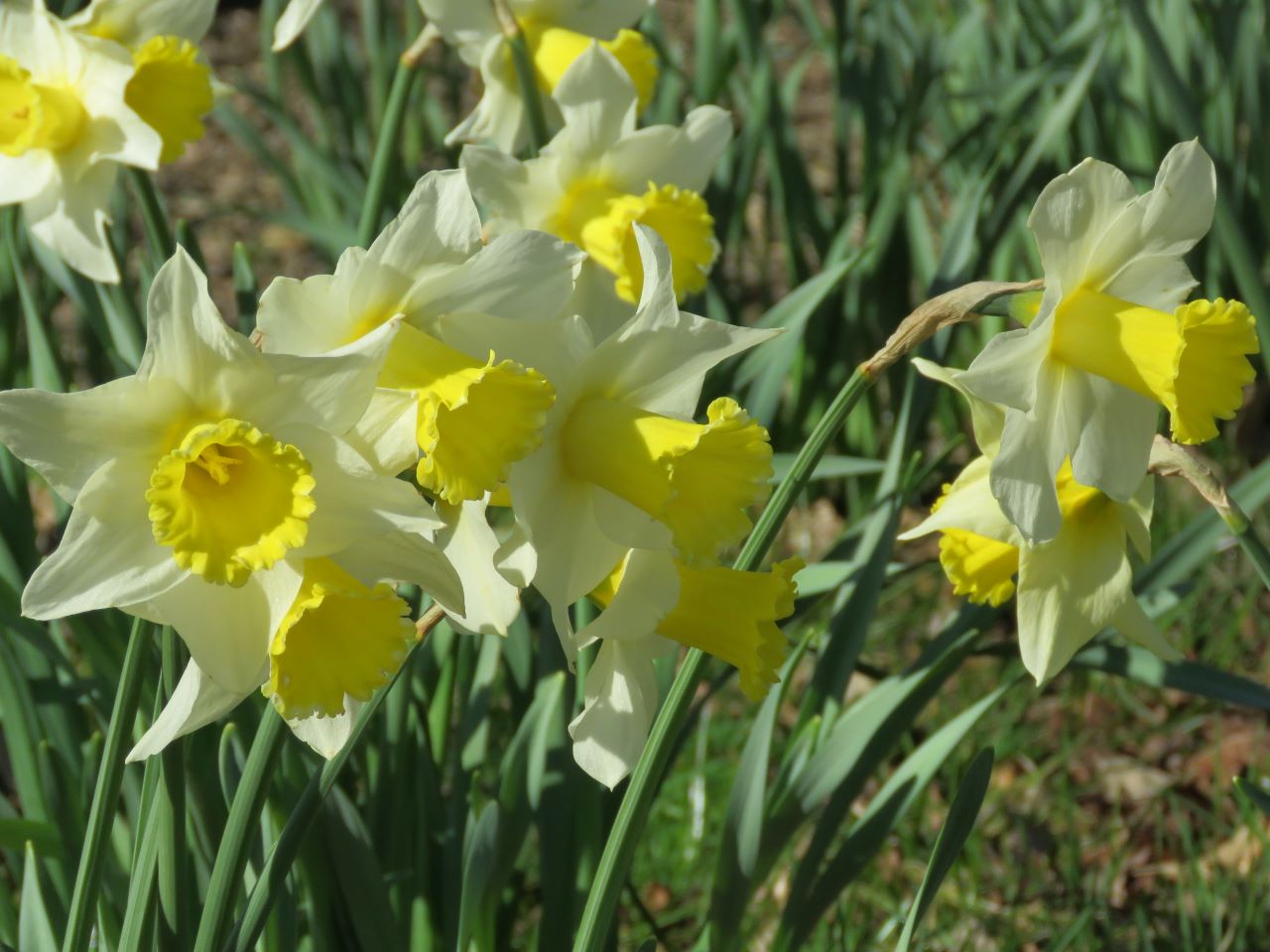 Bach Flowers for Patience & Emotional Balance - Specialist Blog